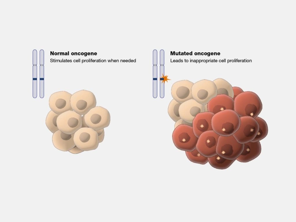 The first of some 50 now known human proto-oncogenes were discovered (c ...