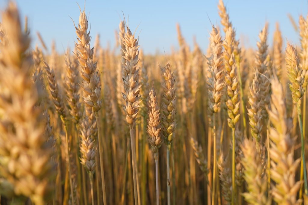 International team sequenced the bread wheat genome ...