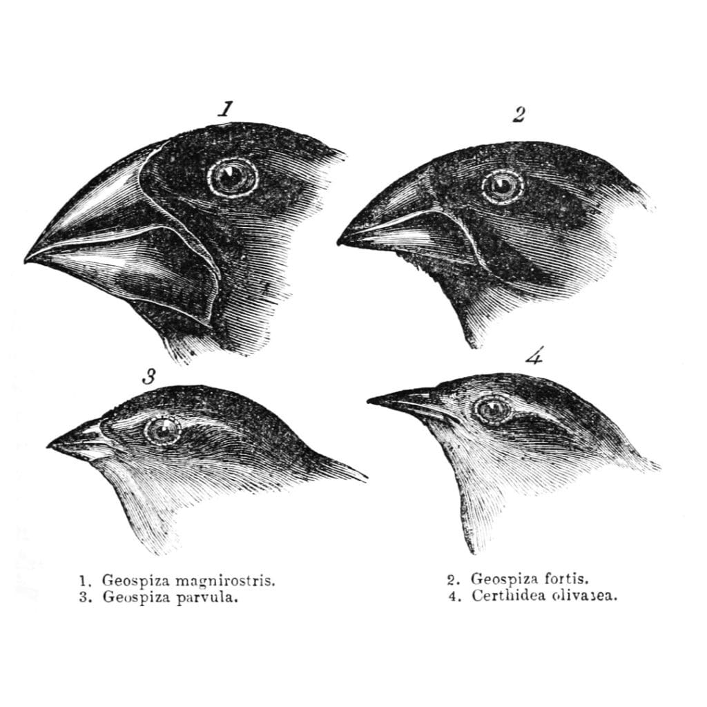 Researchers announced they had sequenced the genomes of all 15 species ...