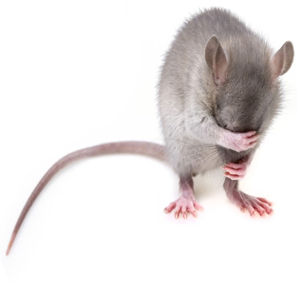 Taconic Biosciences Launched new immuno-oncology mouse model ...