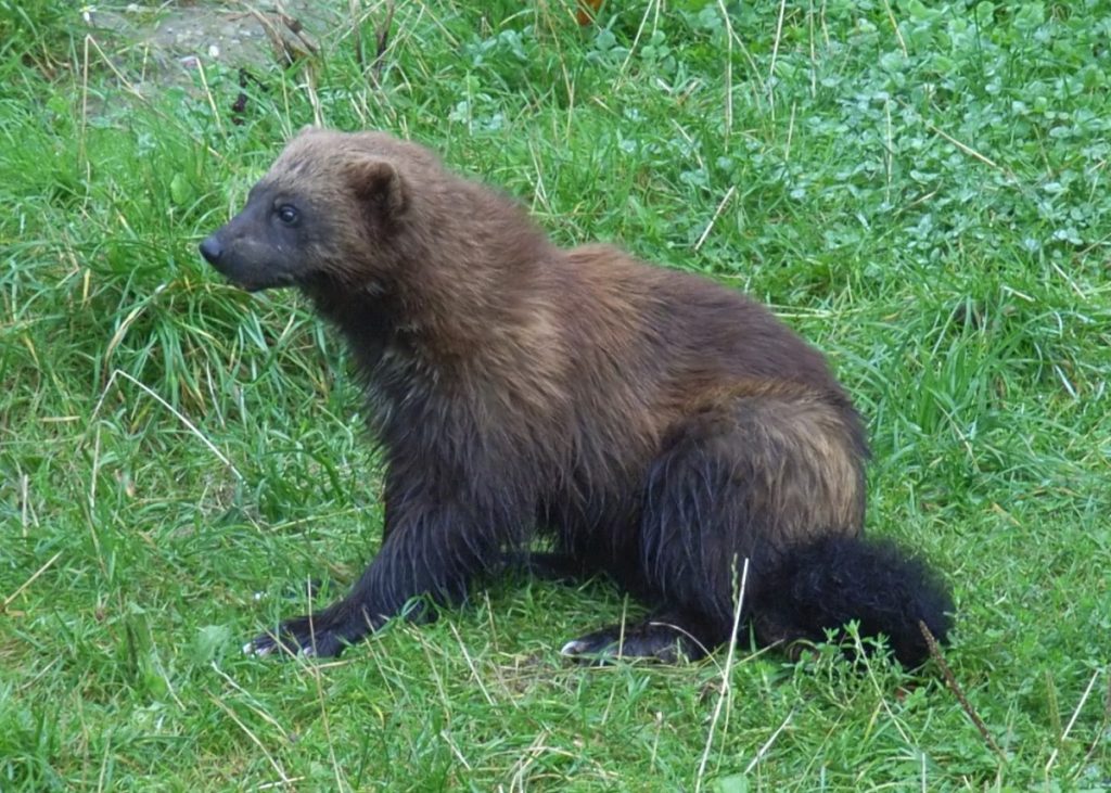 New freeze-resistant trichinella species discovered in wolverines ...