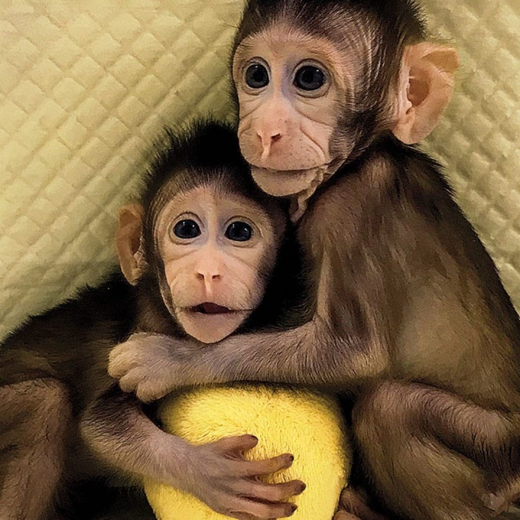 Monkey twins first primate clones made by the method that developed ...