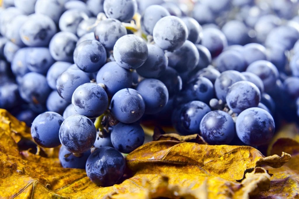 First wine making was discovered - LifeScienceHistory.com