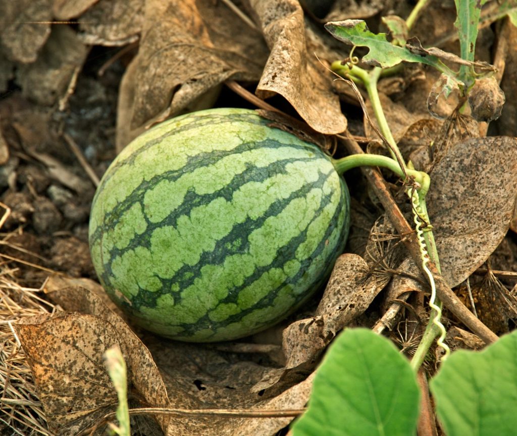 Genome of 6,000-year-old wild watermelon sequenced - LifeScienceHistory.com