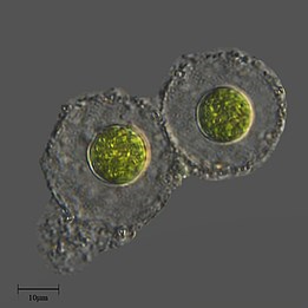 Small World - LifeScienceHistory.com