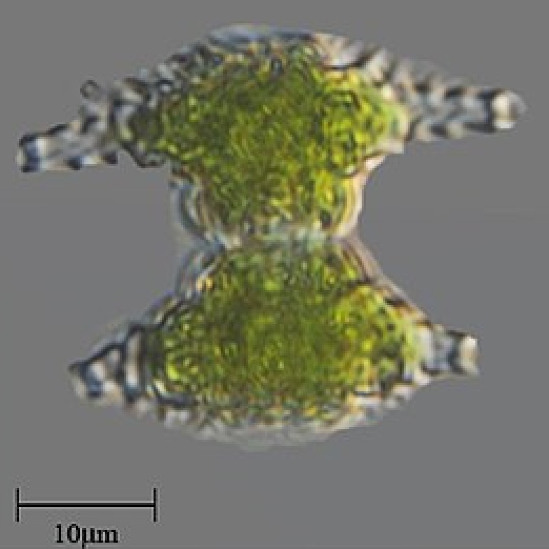Small World - LifeScienceHistory.com