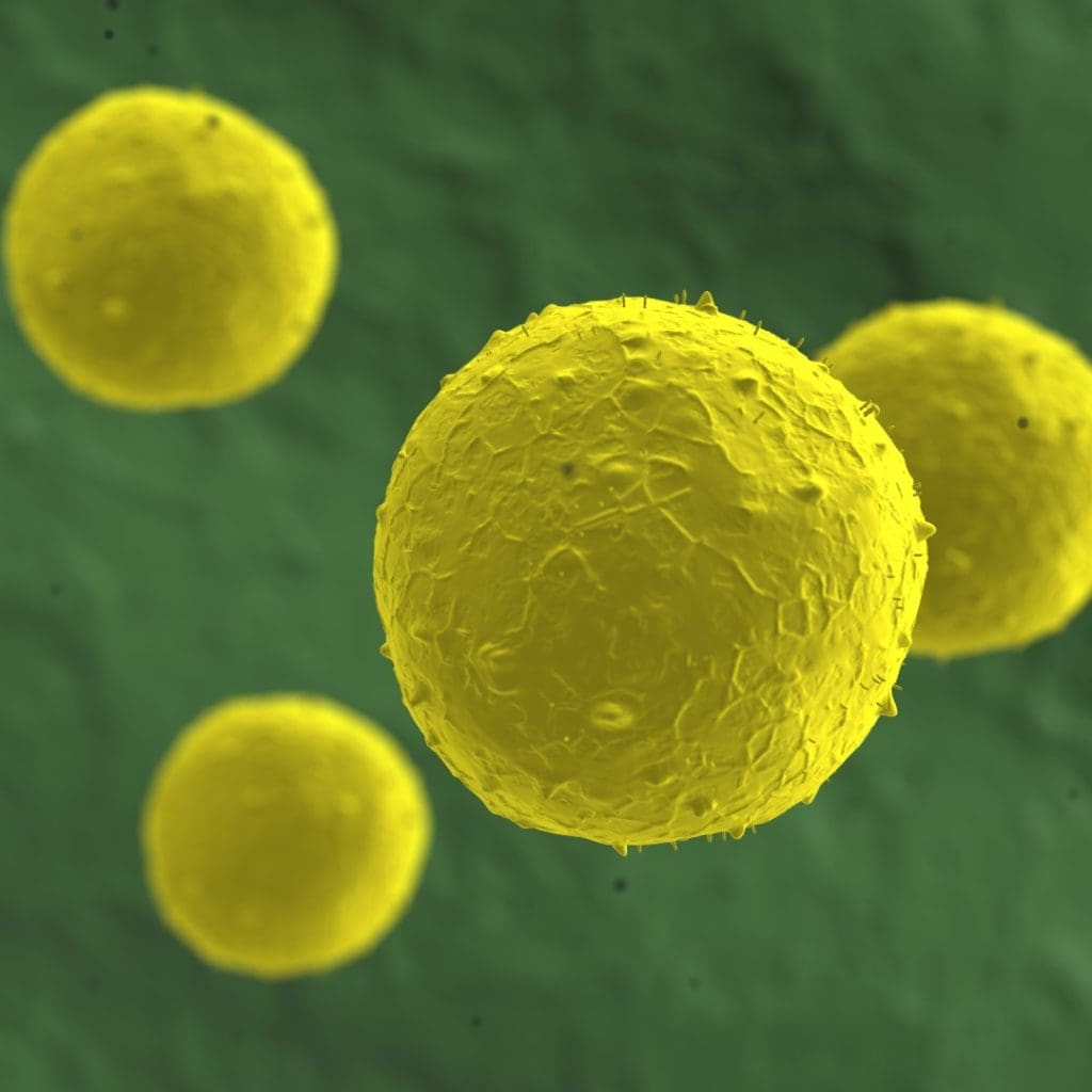 Andras Nagy announced Canada's first human embryonic stem cell lines ...