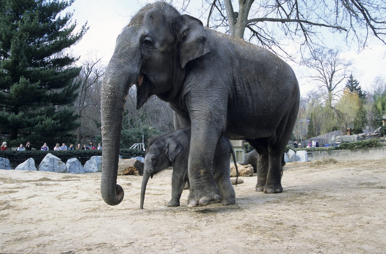 Houston Zoo Elephant Received First Ever mRNA EEHV Vaccine ...