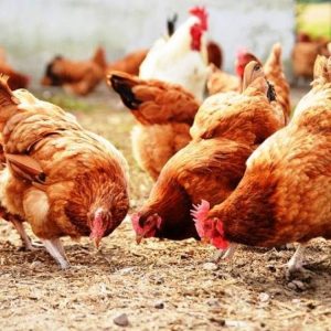USDA confirmed highly pathogenic Avian influenza in flock of chickens ...