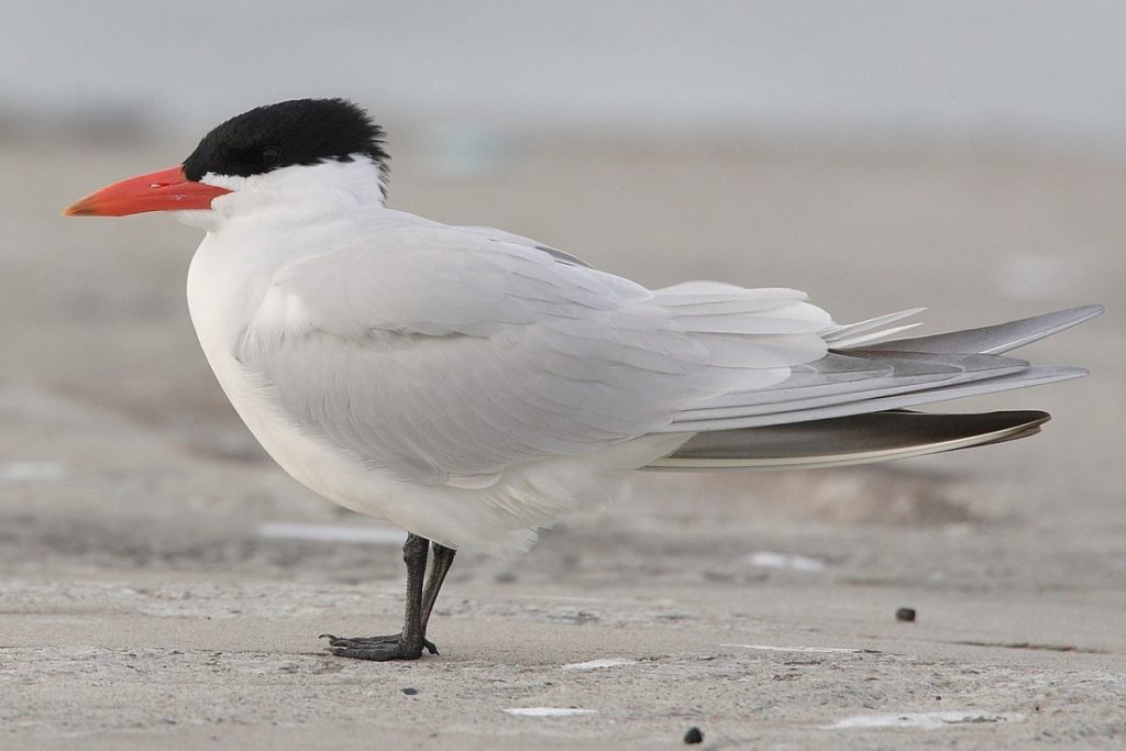 Washington coast avian flu outbreak devastated Caspian terns, jumped to ...